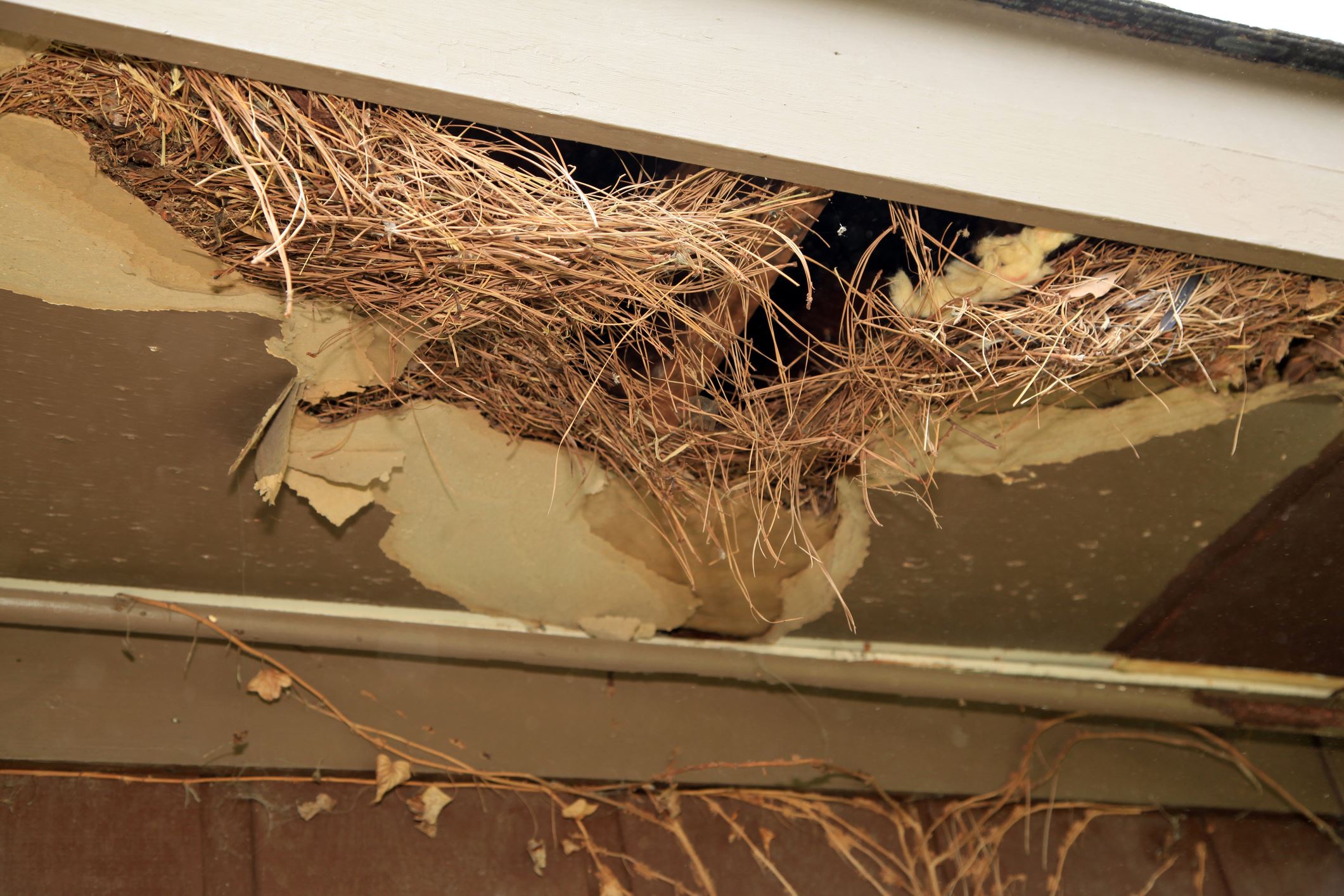 What Kinds of Property Damage Can Rodents Cause? – Sage Pest Control