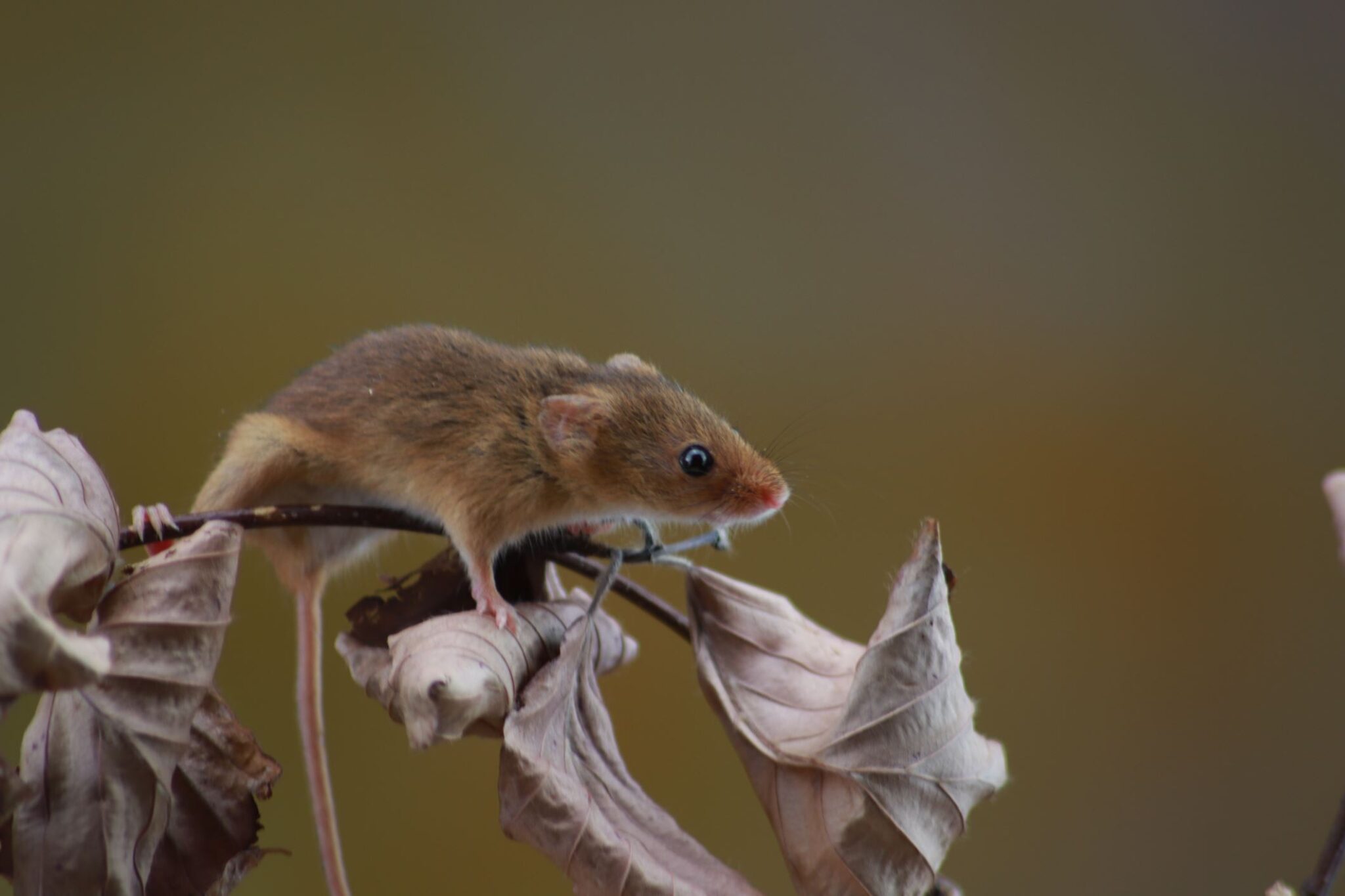 Rats vs. Mice: How to Tell the Difference | Sage Pest Control