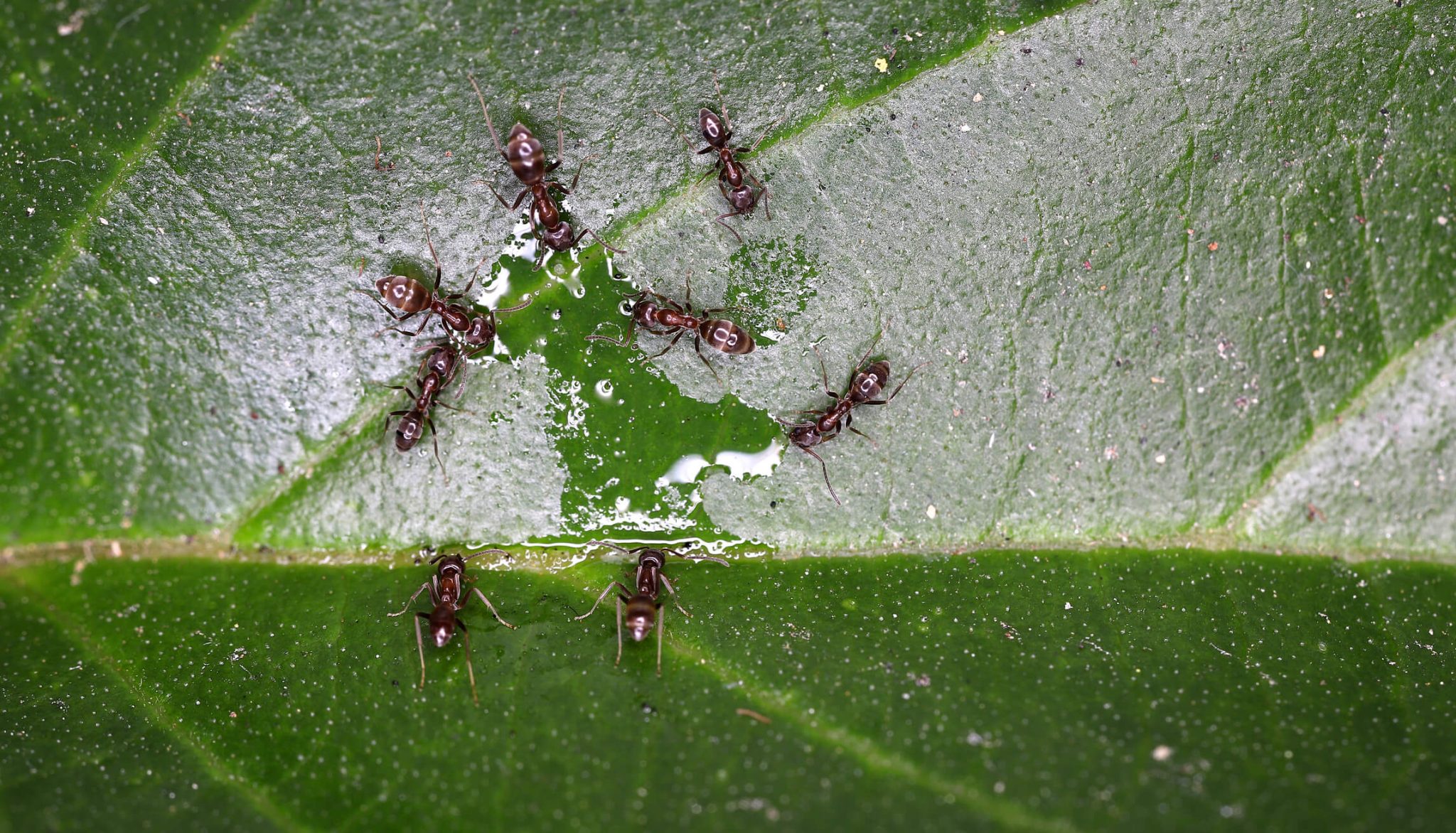 Why Ant Problems Get Worse After It Rains