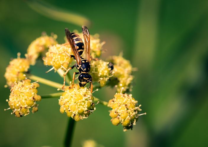 Why Do Pest Infestations Increase in Summer? – Sage Pest Control