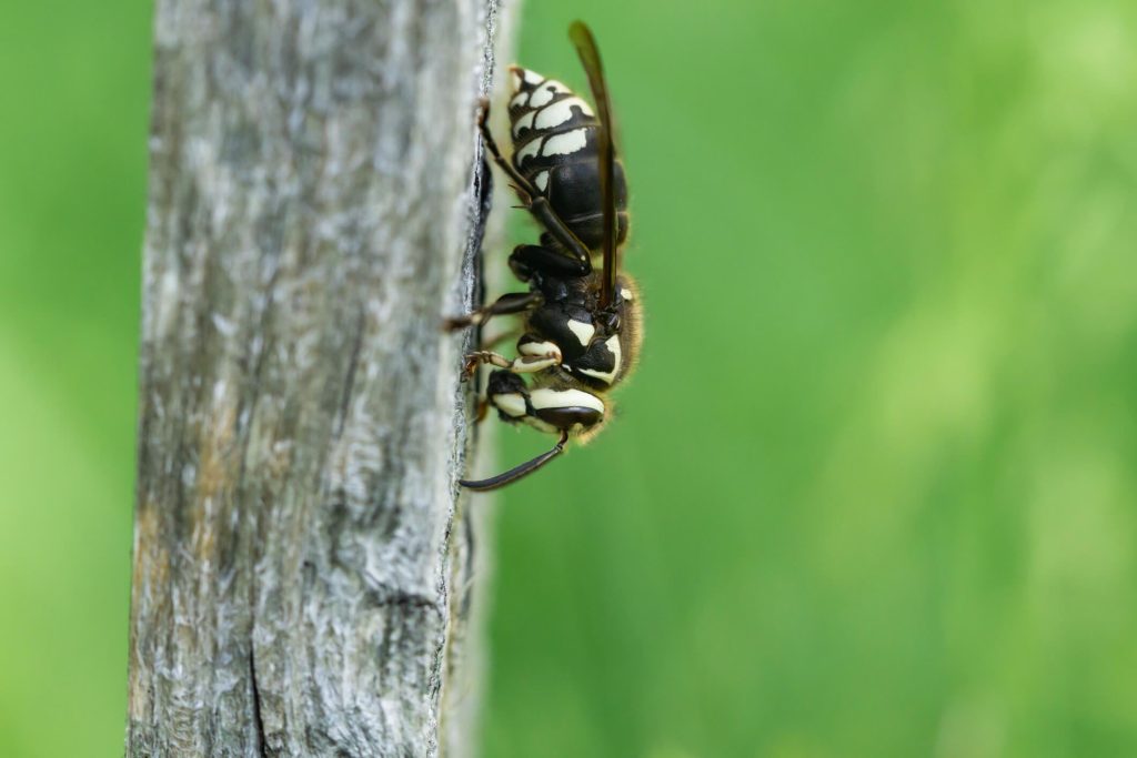 Bald-Faced Hornet Behavior 101